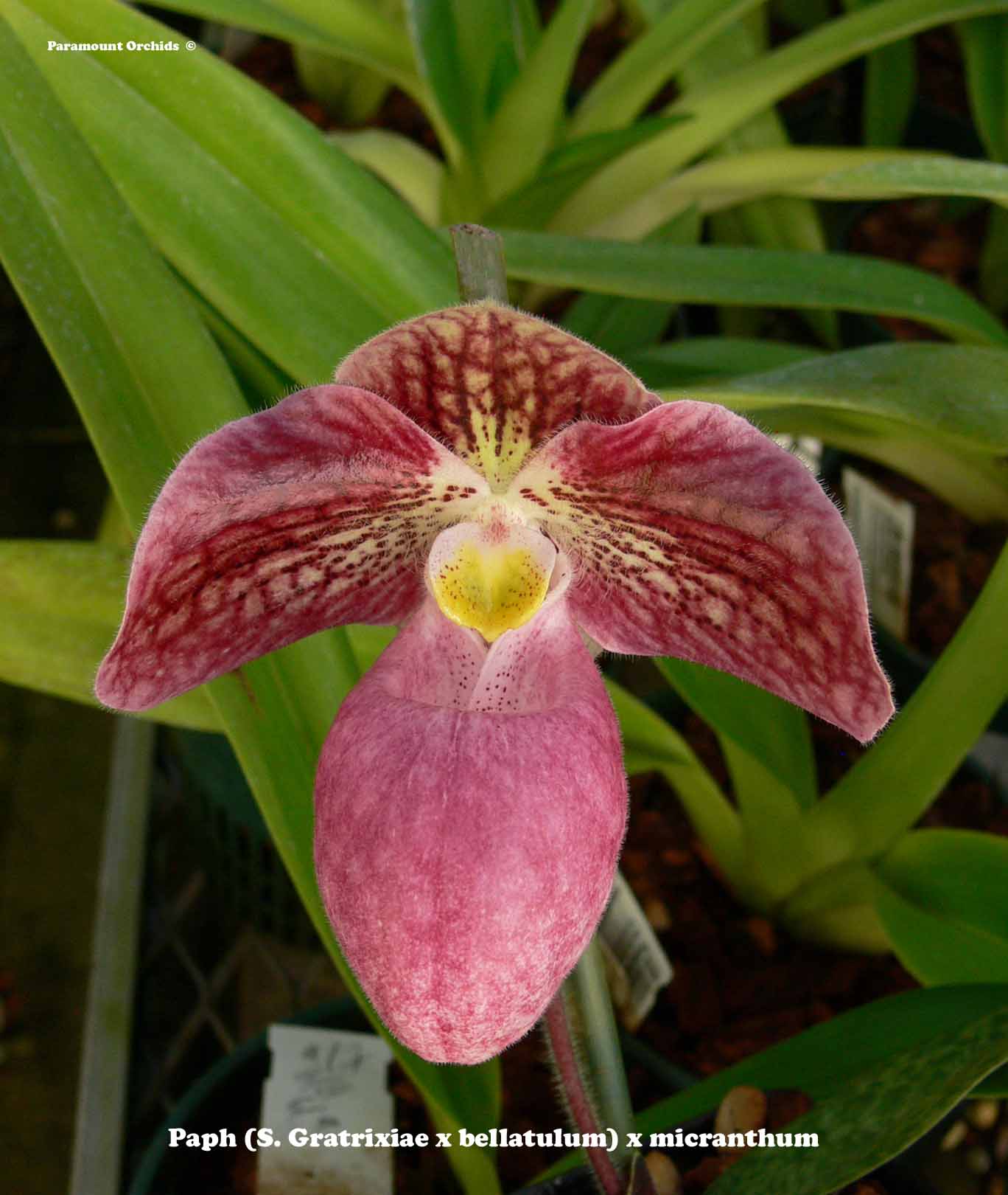Paphiopedilum Listing